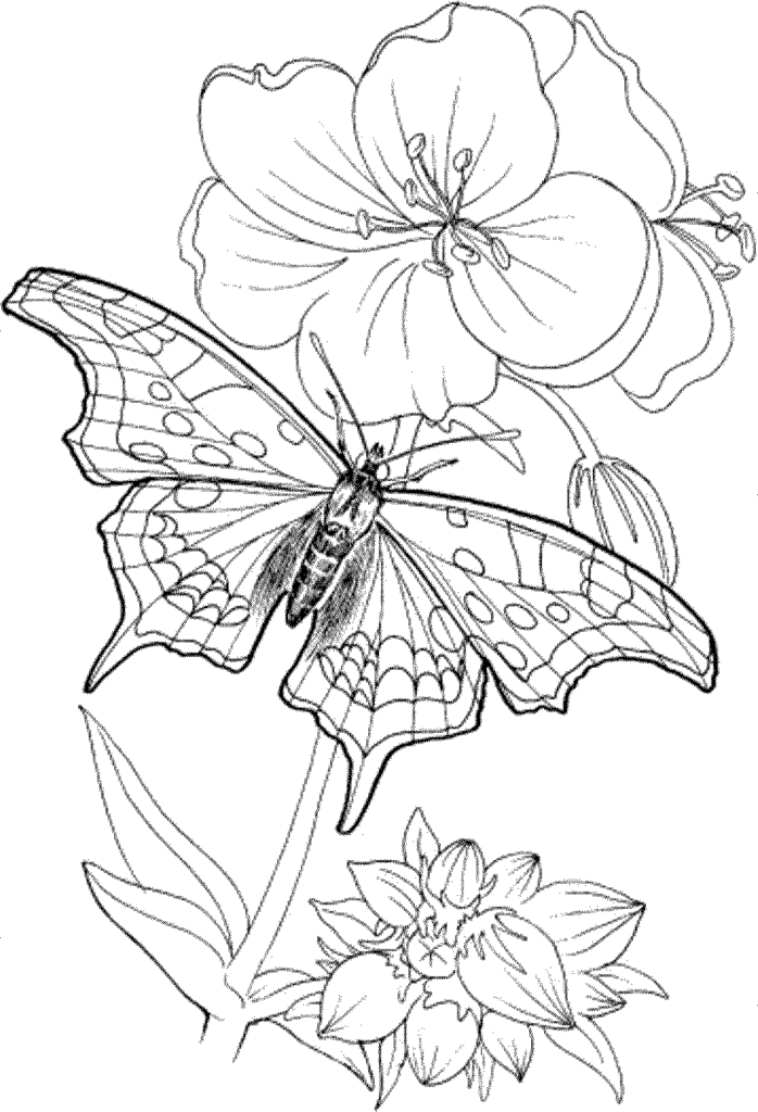 cahier de coloriage pour adulte pdf – 123Dessins | Source #1 des ... cahier de coloriage pour adulte pdf – 123Dessins | Source #1 des ...